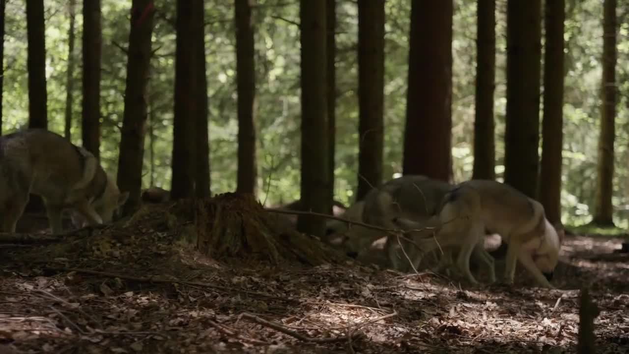 Secret Lives of Wolves: Forest Guardians Unveiled