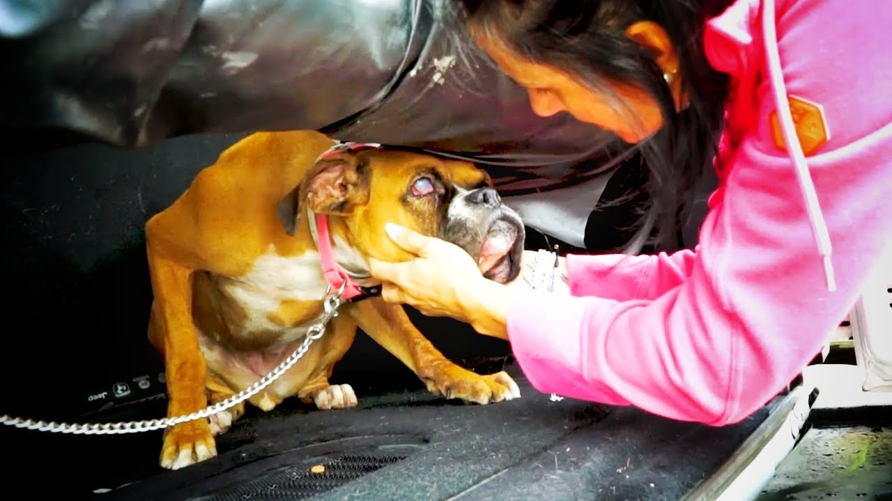 Dog says goodbye to her owner before hospital visit