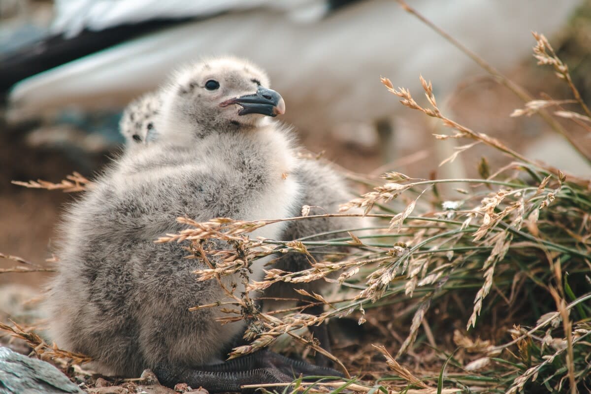 Baby Penguins Growing From Tiny Hatchlings To Chunky Chicks Is Total ...