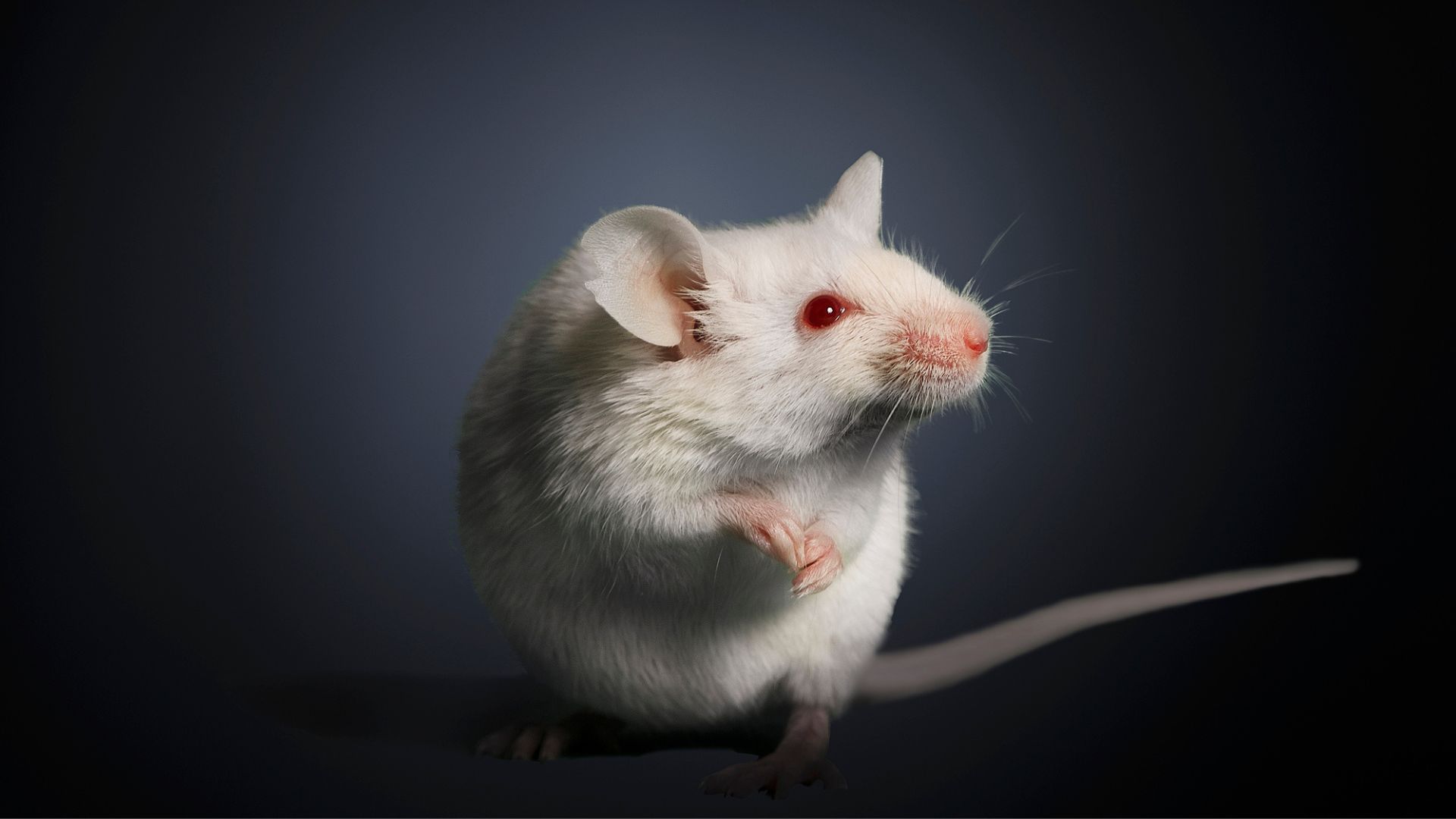 Mouse ear regrown using genetic switch, raising hopes for human organ ...
