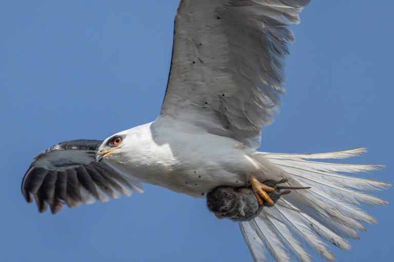 Hapless vole spotted pulling innocent expression – in the talons of a kite