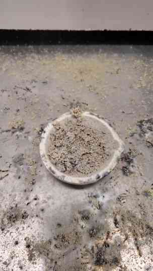 This is what happens when you burn zinc and sulfur...