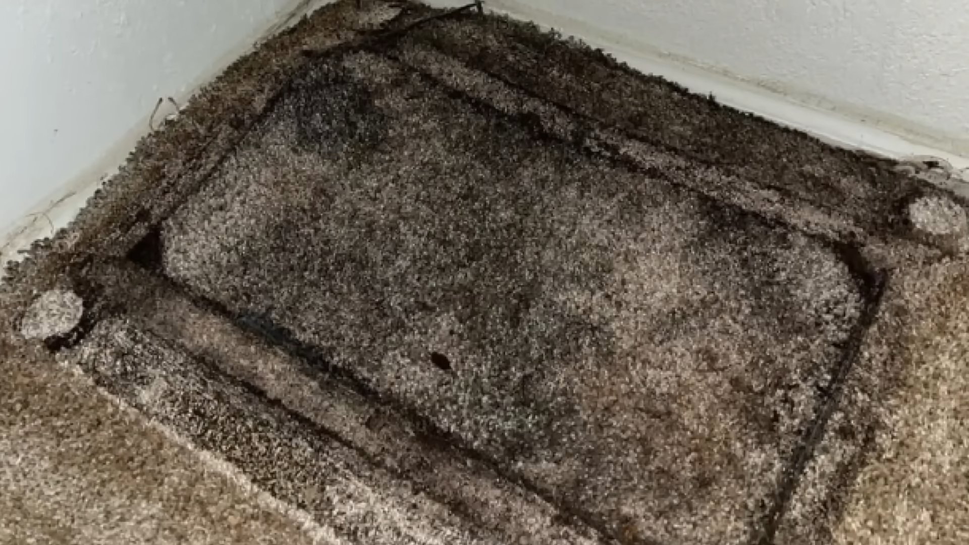 Brit fined £3,000 for review on home with black mould