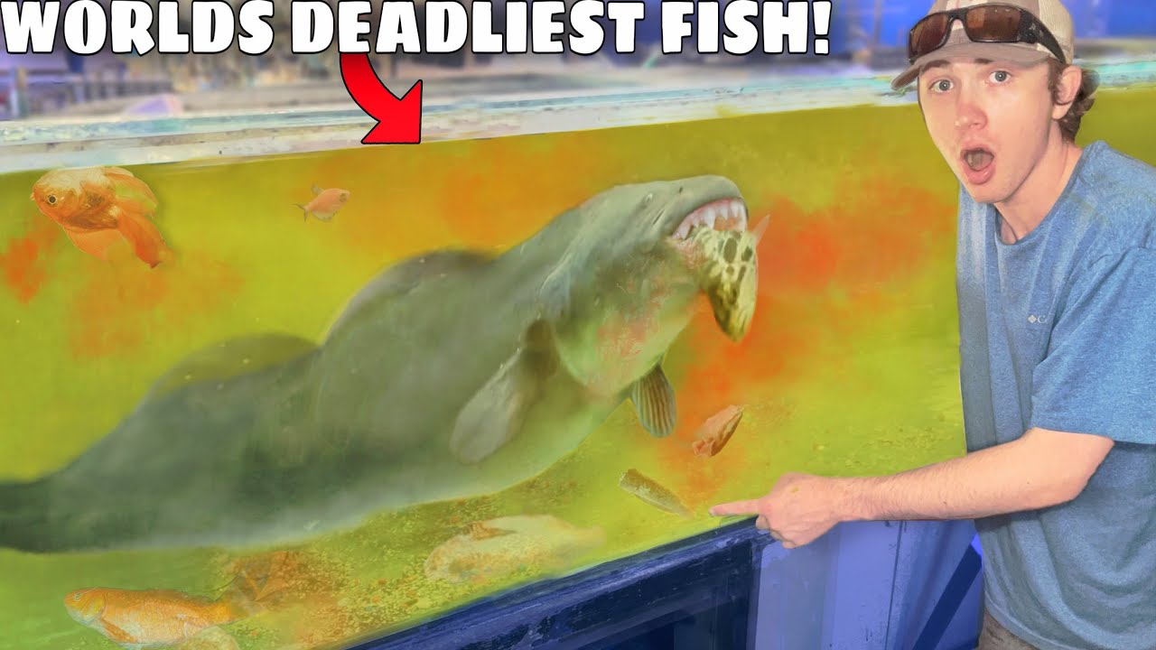 Meet the Deadliest Aquarium Fish on the Planet