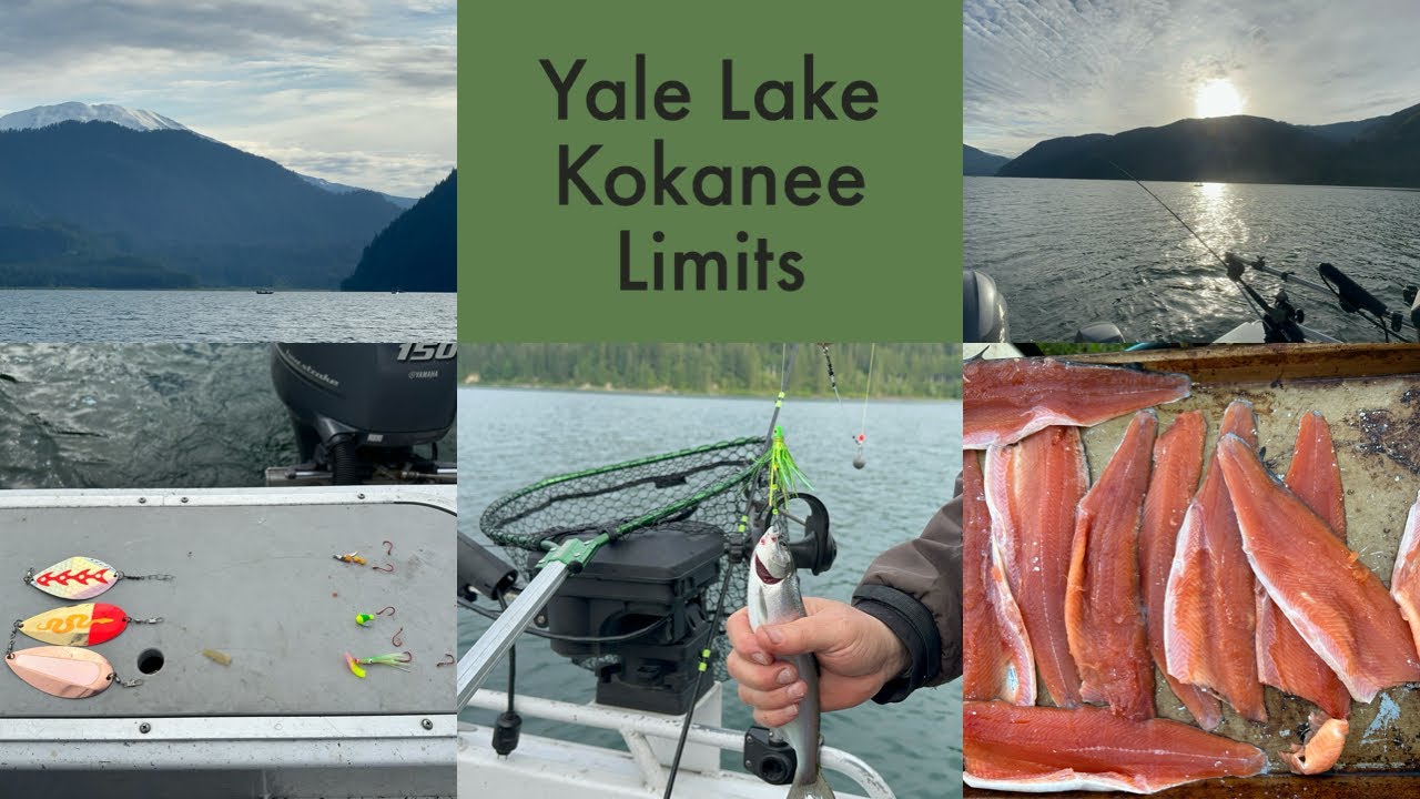 Kokanee on Yale Lake — Quick Limits and Fun Times