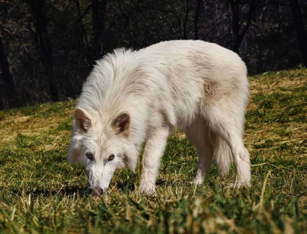 Dire Wolf Pups Double In Size, 'De-Extinction' Company Says: See Their ...