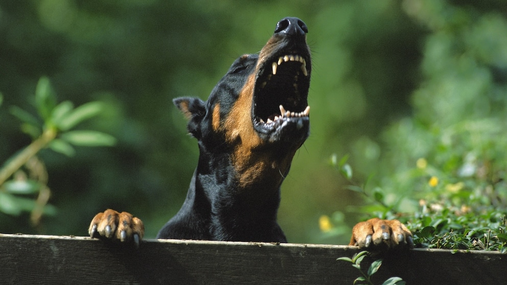 Der Hund bellt ständig am Gartenzaun? Das rät eine Expertin
