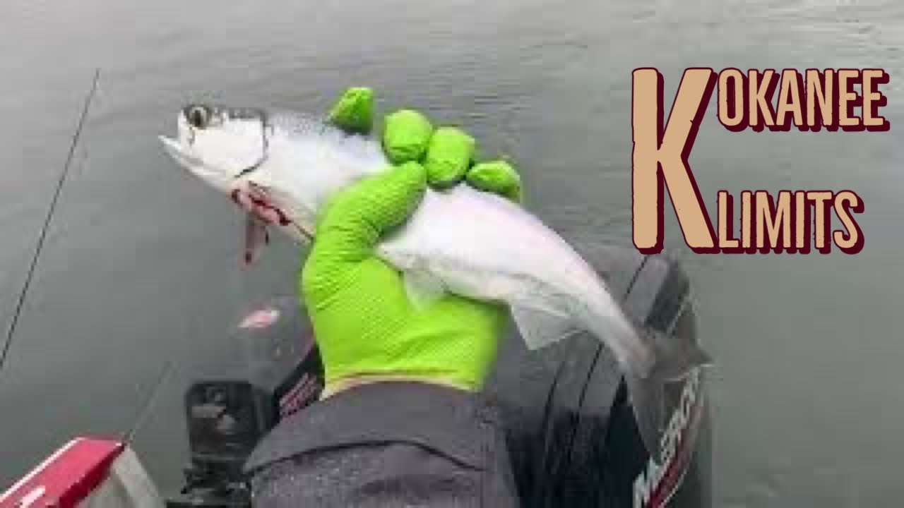 Quick Limits: Kokanee Frenzy With Kenny — Lake Merwin Fishing Report