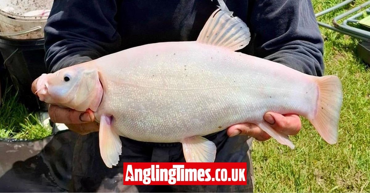 Incredibly rare blue tench banked