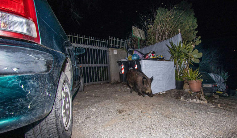 A Closer Look at the Kestrels, Hedgehogs and Other Wild Animals That ...