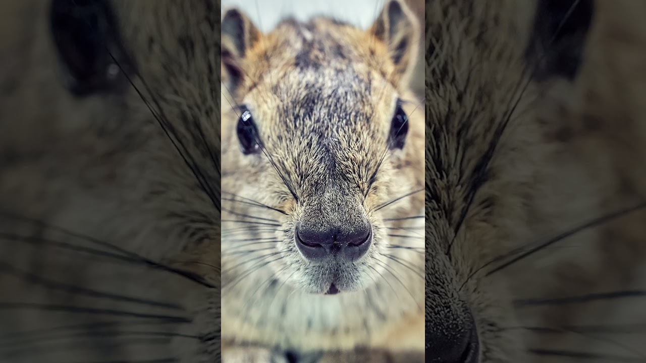 The King of Rats!