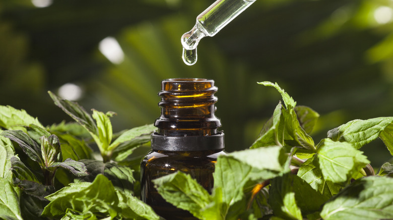 14 Common Essential Oils People Use To Repel Mosquitoes (& Do They ...