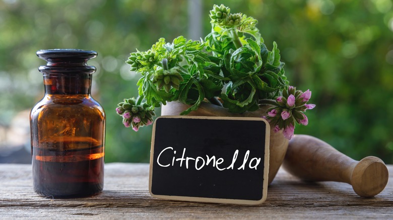 14 Common Essential Oils People Use To Repel Mosquitoes (& Do They ...
