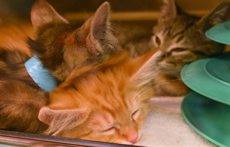 Joint Animal Services get $1 million from state for new, bigger shelter