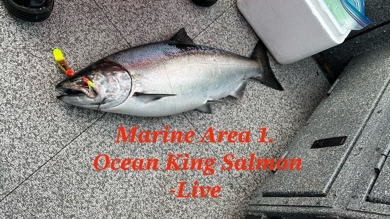 Live! Ocean King Salmon and Coho — Highlight From 2:48 to 7:48