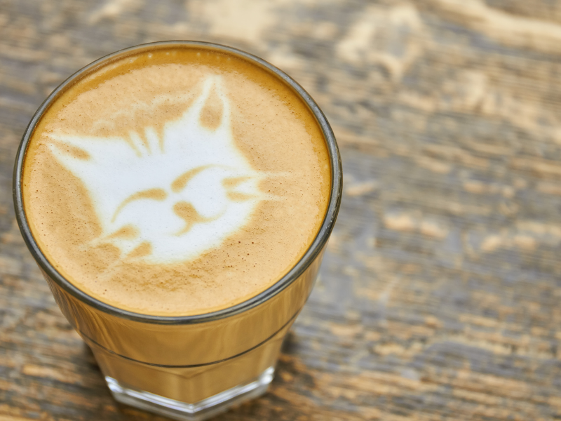 A Cozy Revolution in Cat Cafés