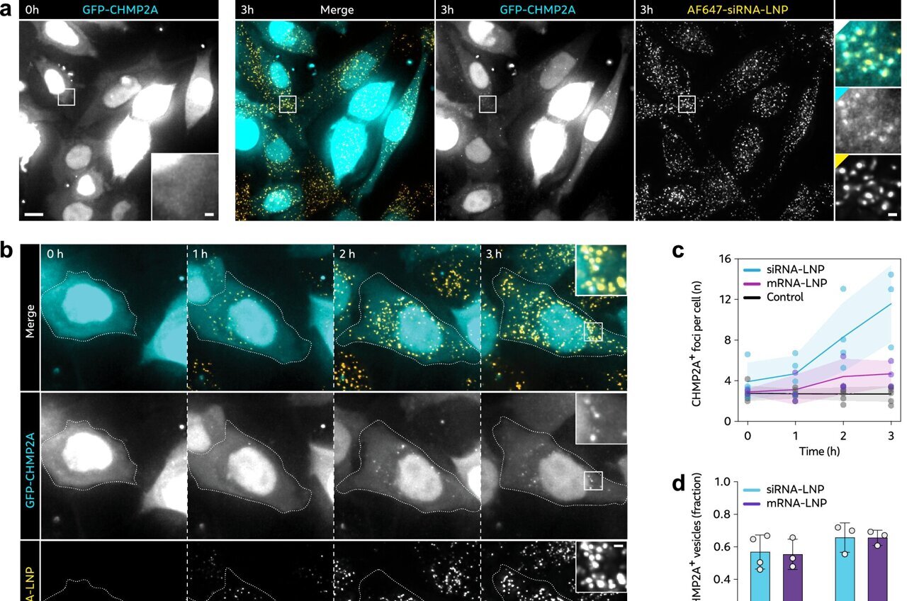 Super-resolution imaging uncovers how lipid nanoparticles deliver RNA ...