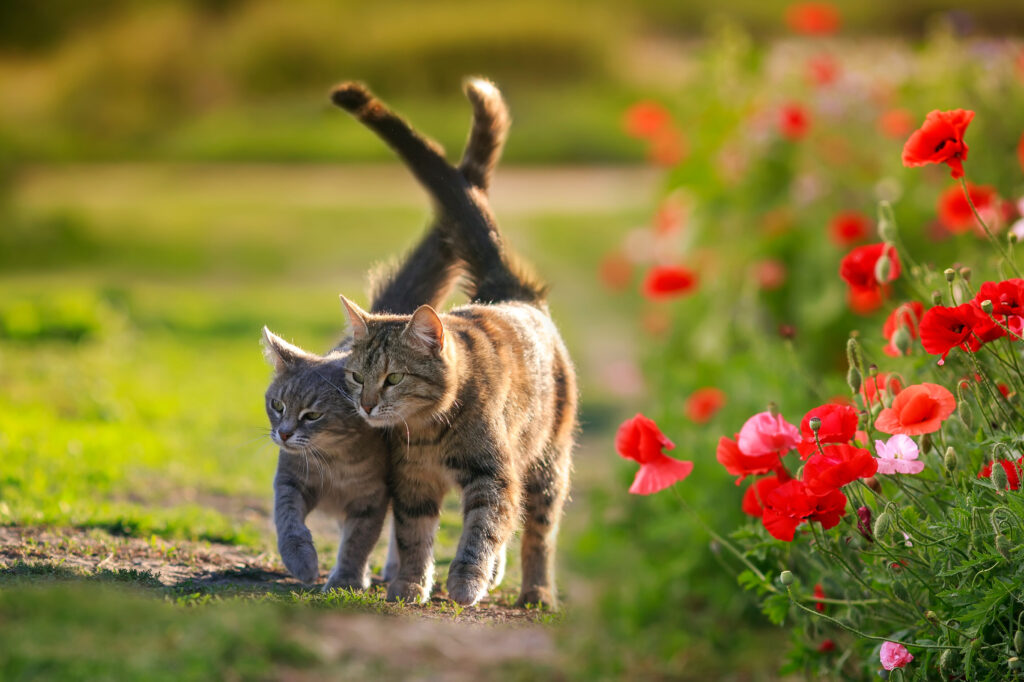 10 Things to Love (and 10 Things to Hate) About Owning a Cat