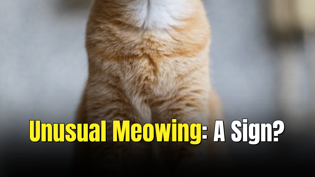 8 Warning Signs In Your Cat's Behaviour You Should Never Ignore
