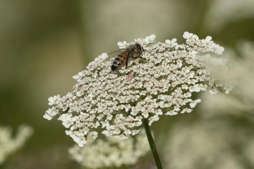 Bees attack French town, leaving 24 injured