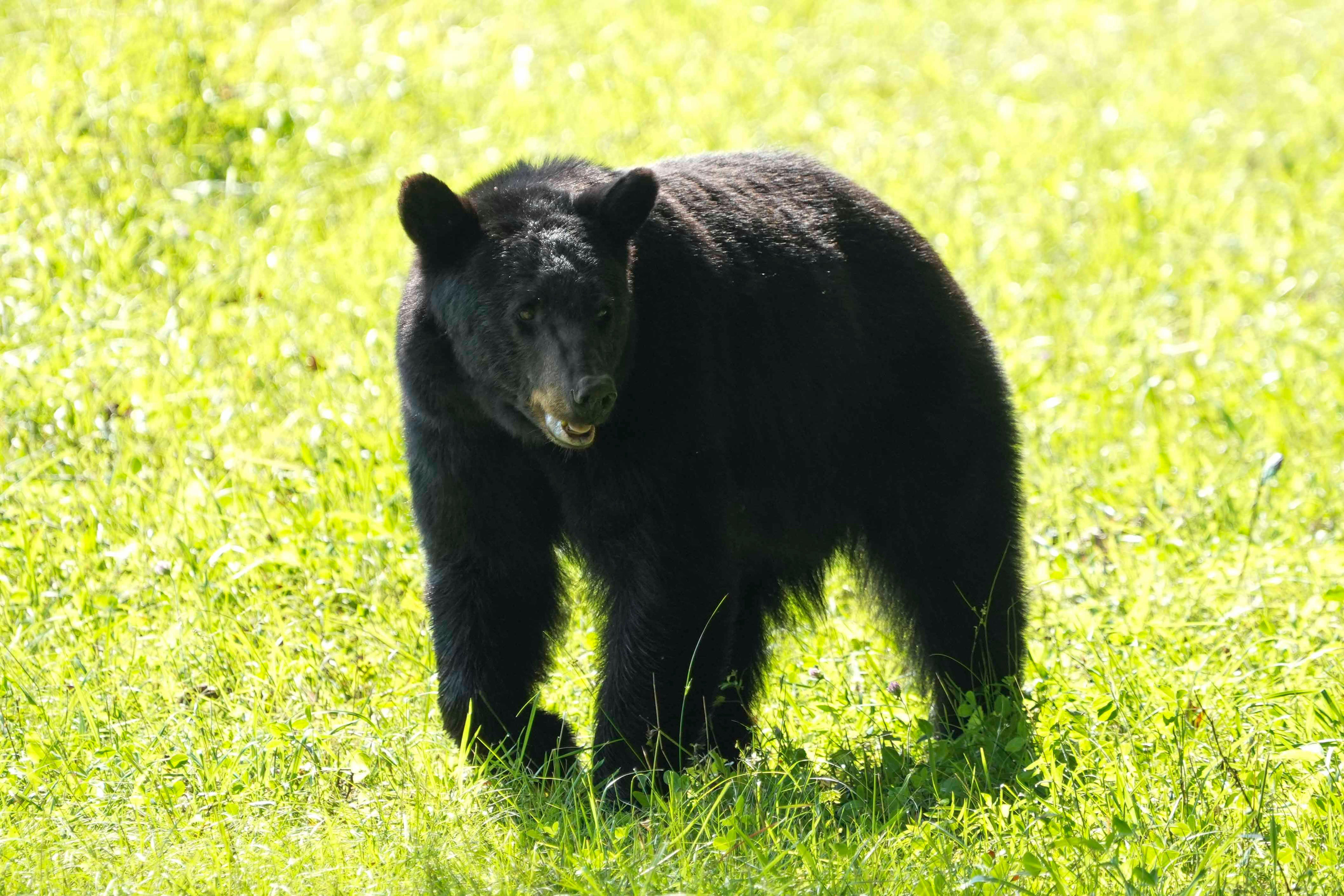 How yelling at a black bear is a good safety move if you come across ...
