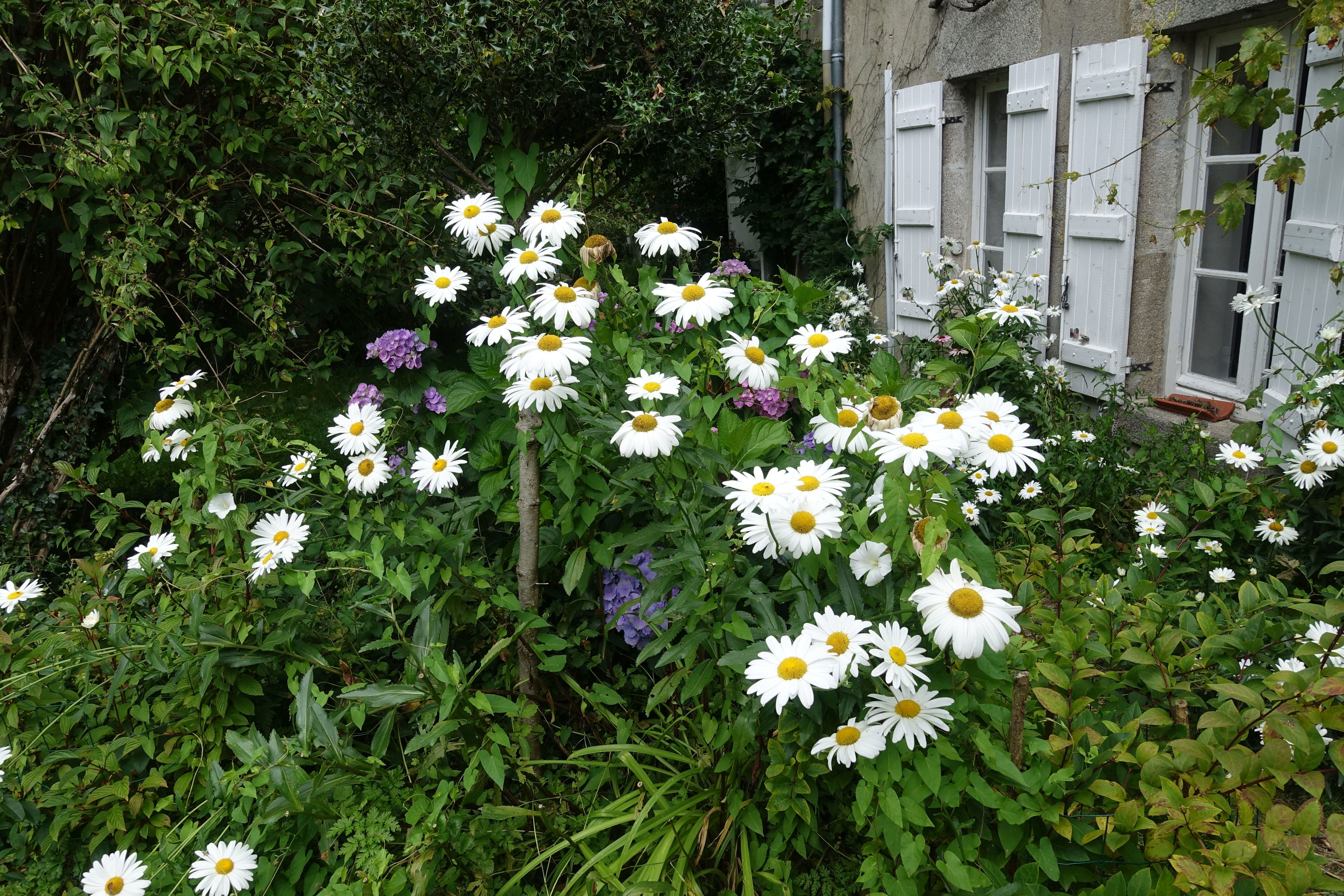 28 Stunning Daisy Varieties to Brighten Every Corner of Your Garden