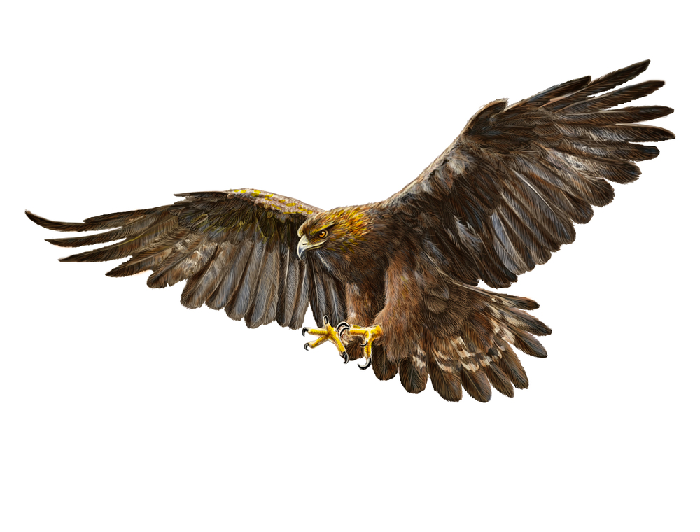 18 Fastest Birds in Sustained Flight