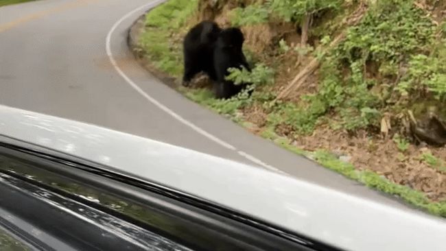 Snarling Black Bears Brawl on Mountain Roadside