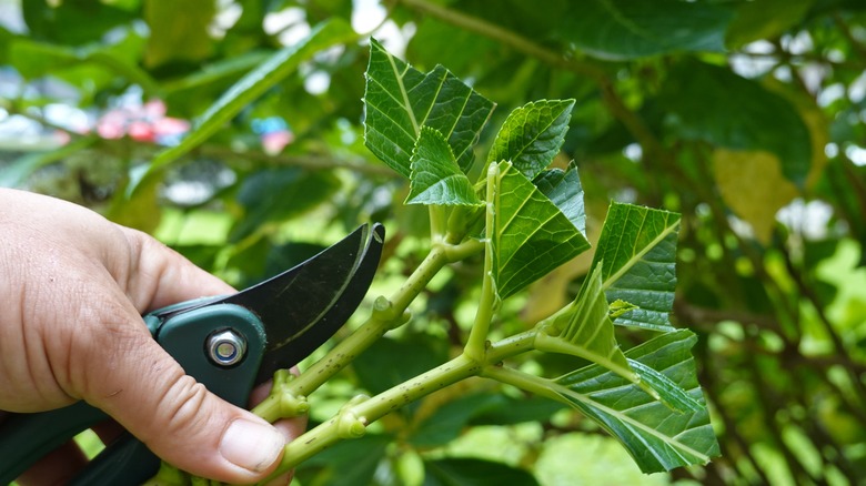 The Bathroom Staple That Works Perfectly For Plant Cuttings