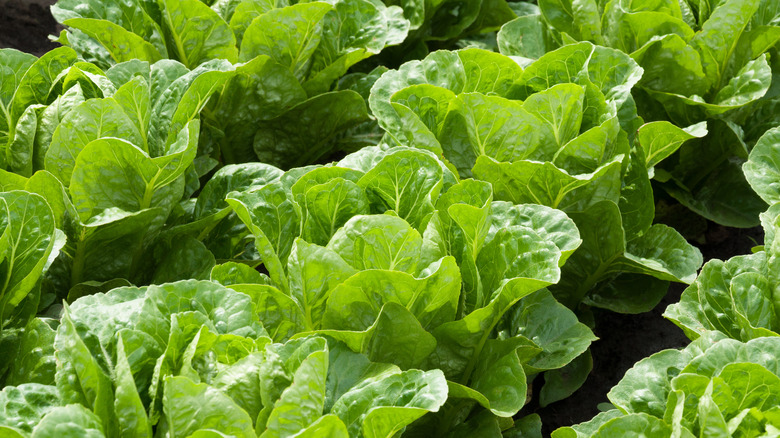 Gardening Mistakes That'll Kill Your Lettuce Before You Can Enjoy It