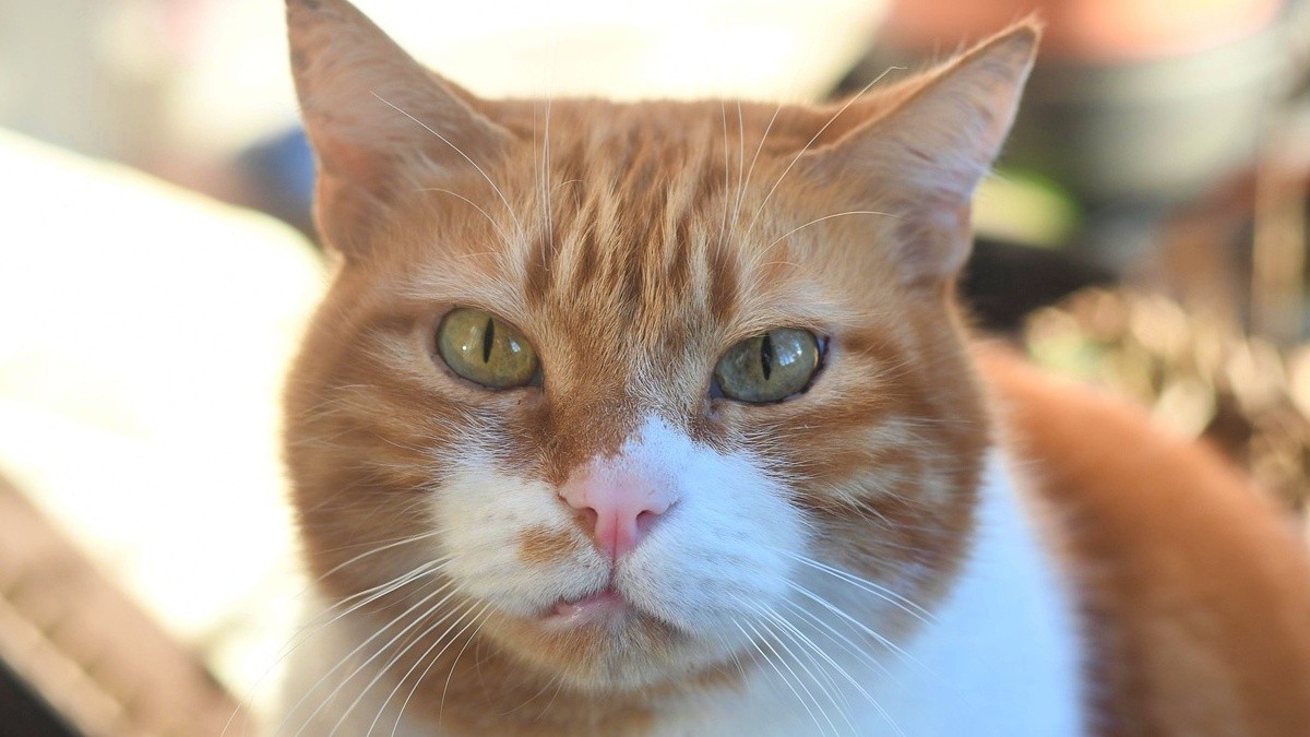 A cat's last act of love: what they do before they die
