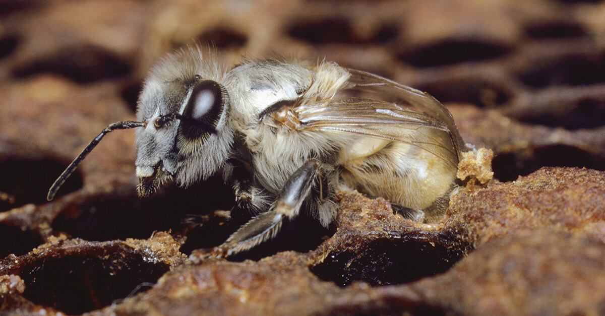 Species of ‘killer bees’ spotted in Georgia