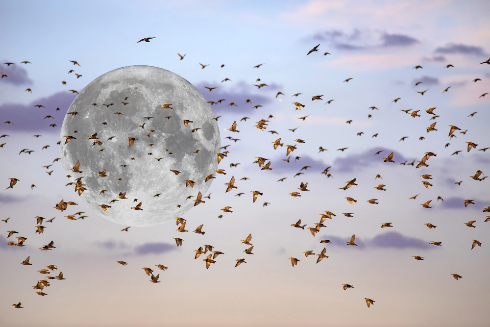 18 Fastest Birds in Sustained Flight