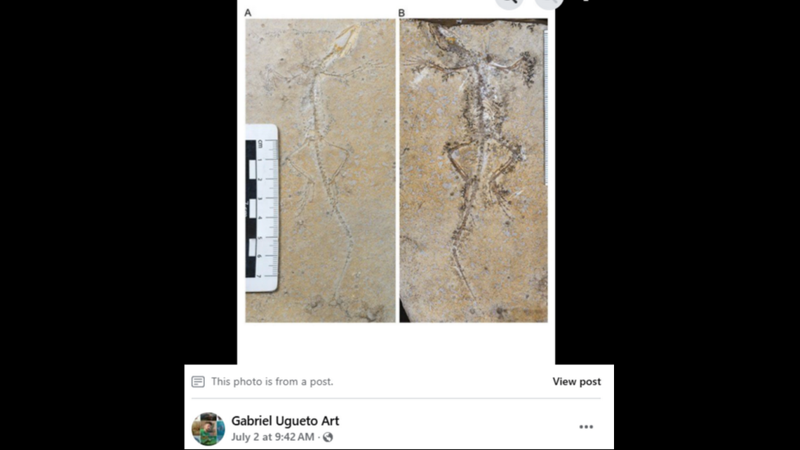Student connects two fossils from different museums to reveal new ...