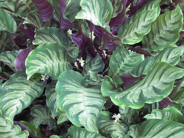 Guía Completa para Cuidar Calathea con Hojas Moradas en Casa