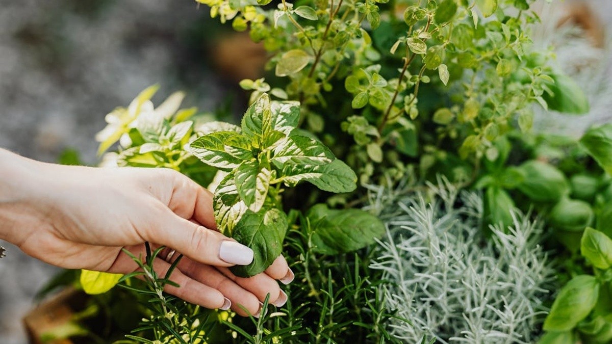 Siete hierbas aromáticas que puedes sembrar en casa y usar para cocinar