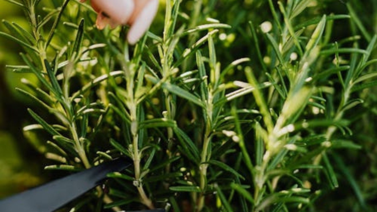 Siete hierbas aromáticas que puedes sembrar en casa y usar para cocinar