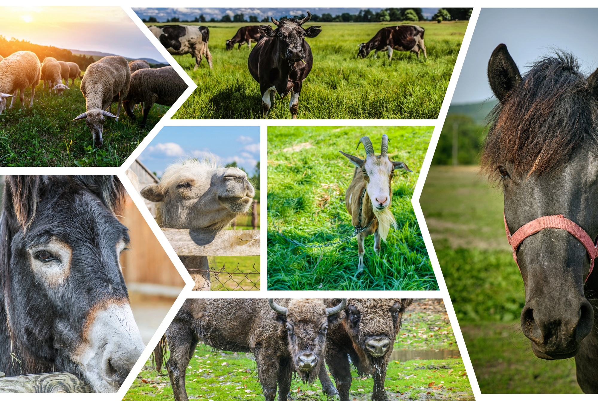 16 Animals That Migrate in Large Groups