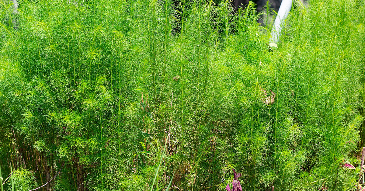 12 Gardening Tips For Growing Your Own Fennel