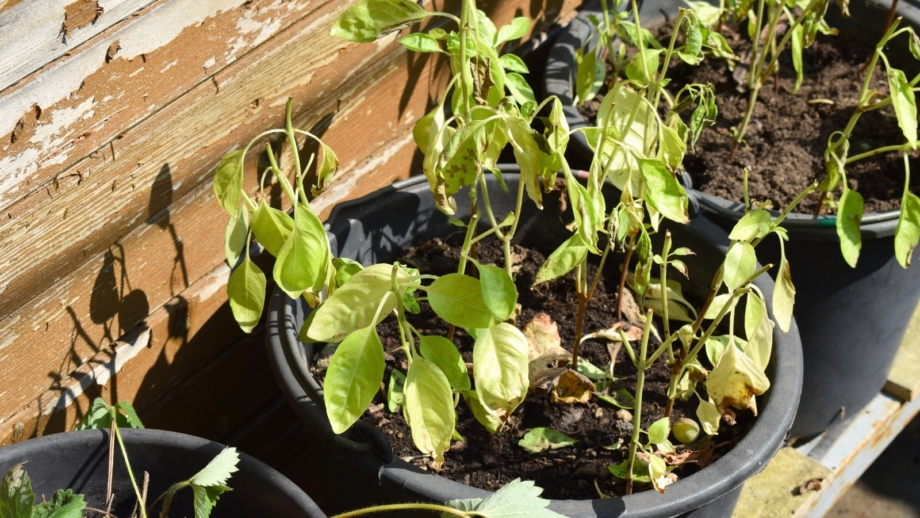 7 Reasons Your Basil Plant is Dying and How to Fix It