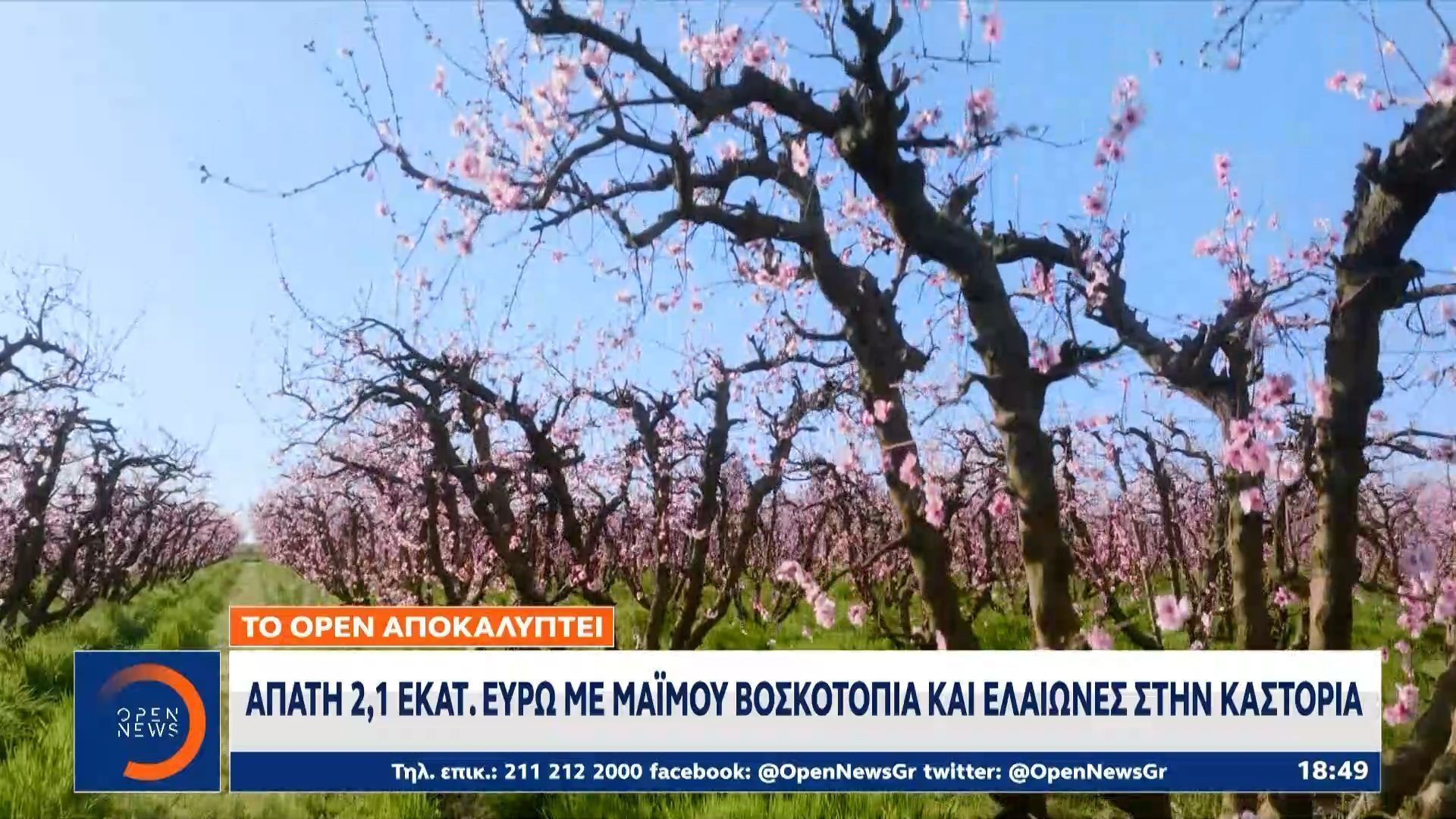 Το OPEN αποκαλύπτει: Πως «φύτρωσαν» ελαιώνες στον νομό Καστοριάς