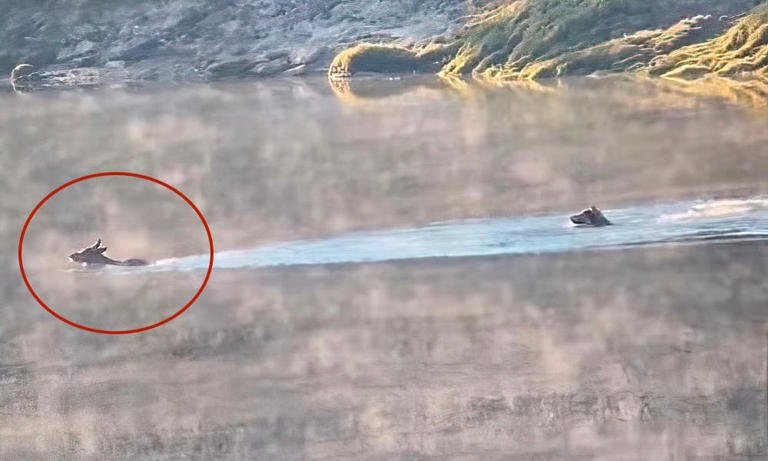 Young elk exhibits remarkable speed while fleeing wolves in Yellowstone