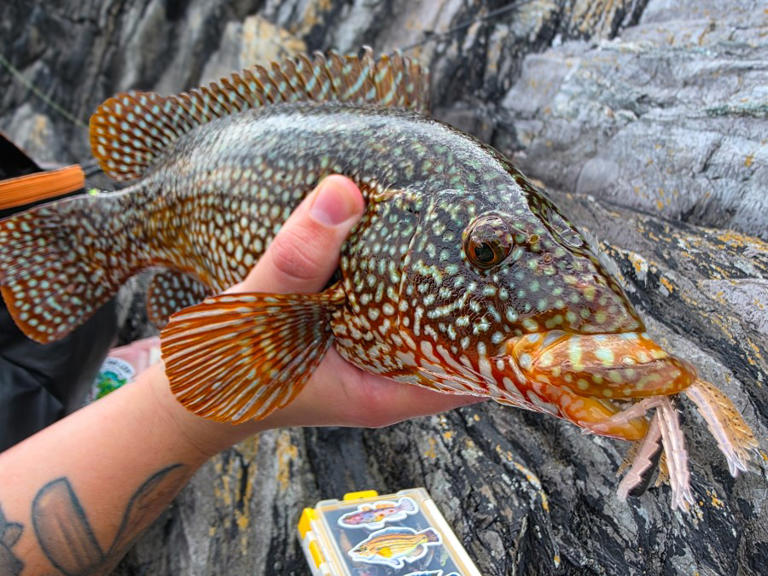 On test: Snowbee DeepBlue 10g-30g spinning rod