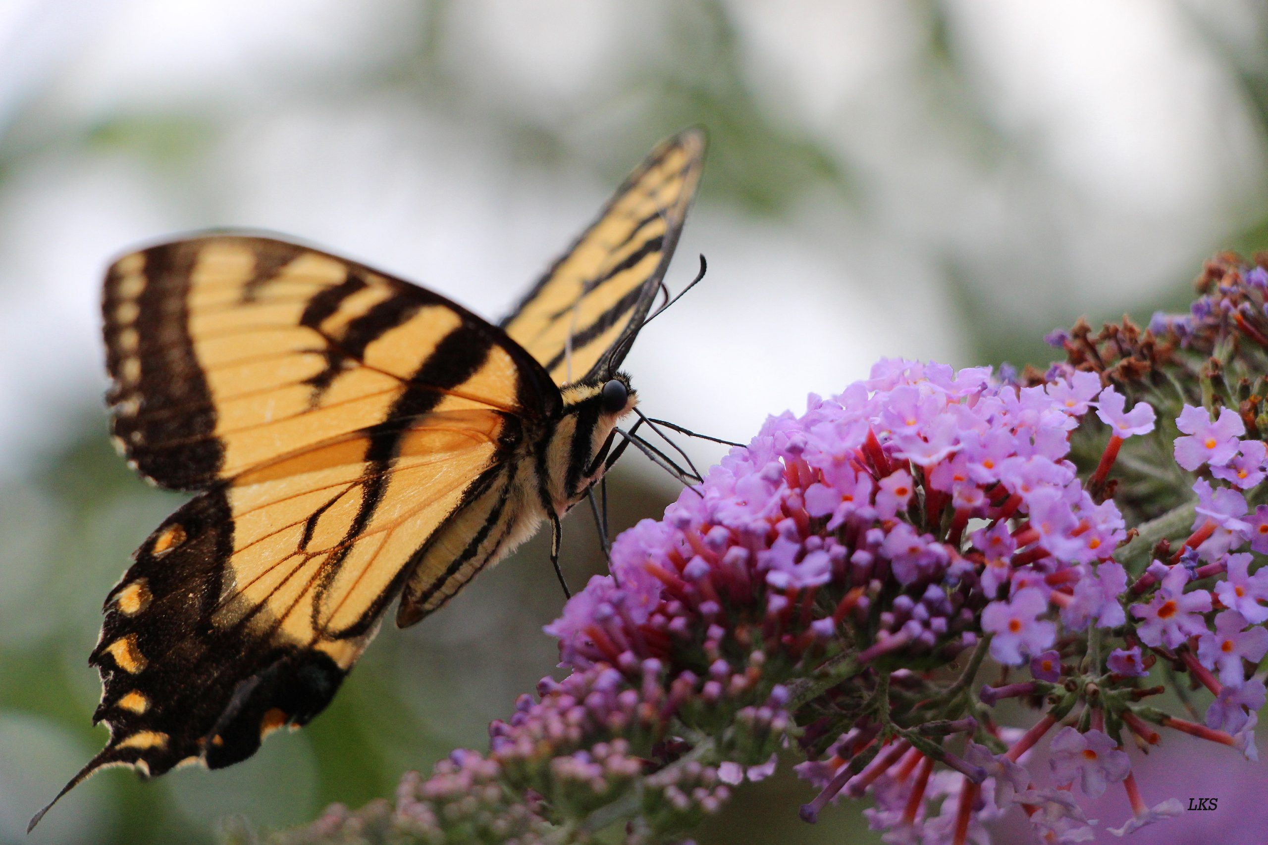 20 Plants That Actually Bring Butterflies