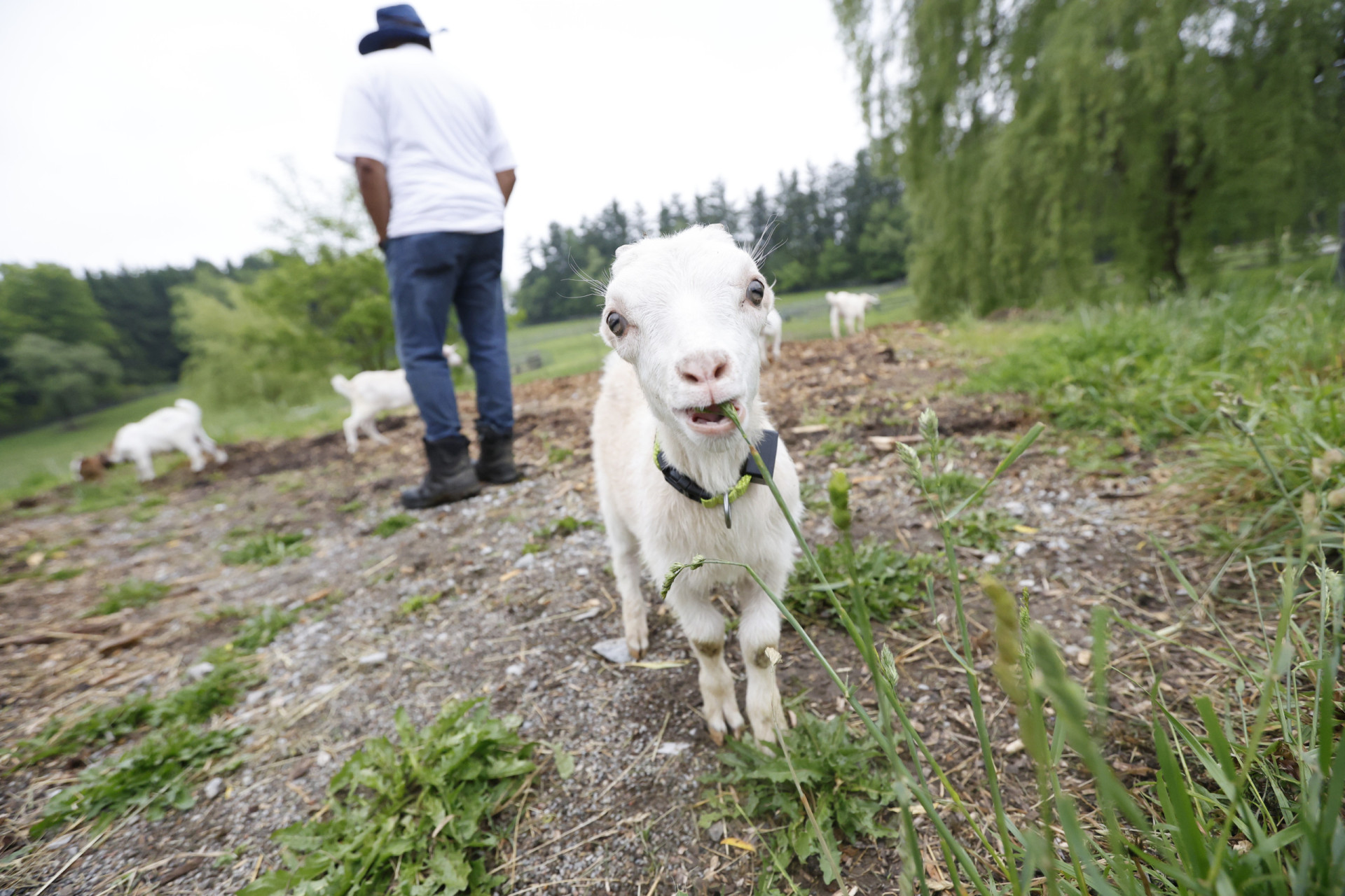 Can goat grazing really reduce wildfire risk?