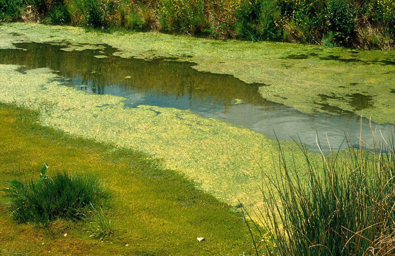 It isn't all bloom and doom: Why algal blooms are becoming more prevalent