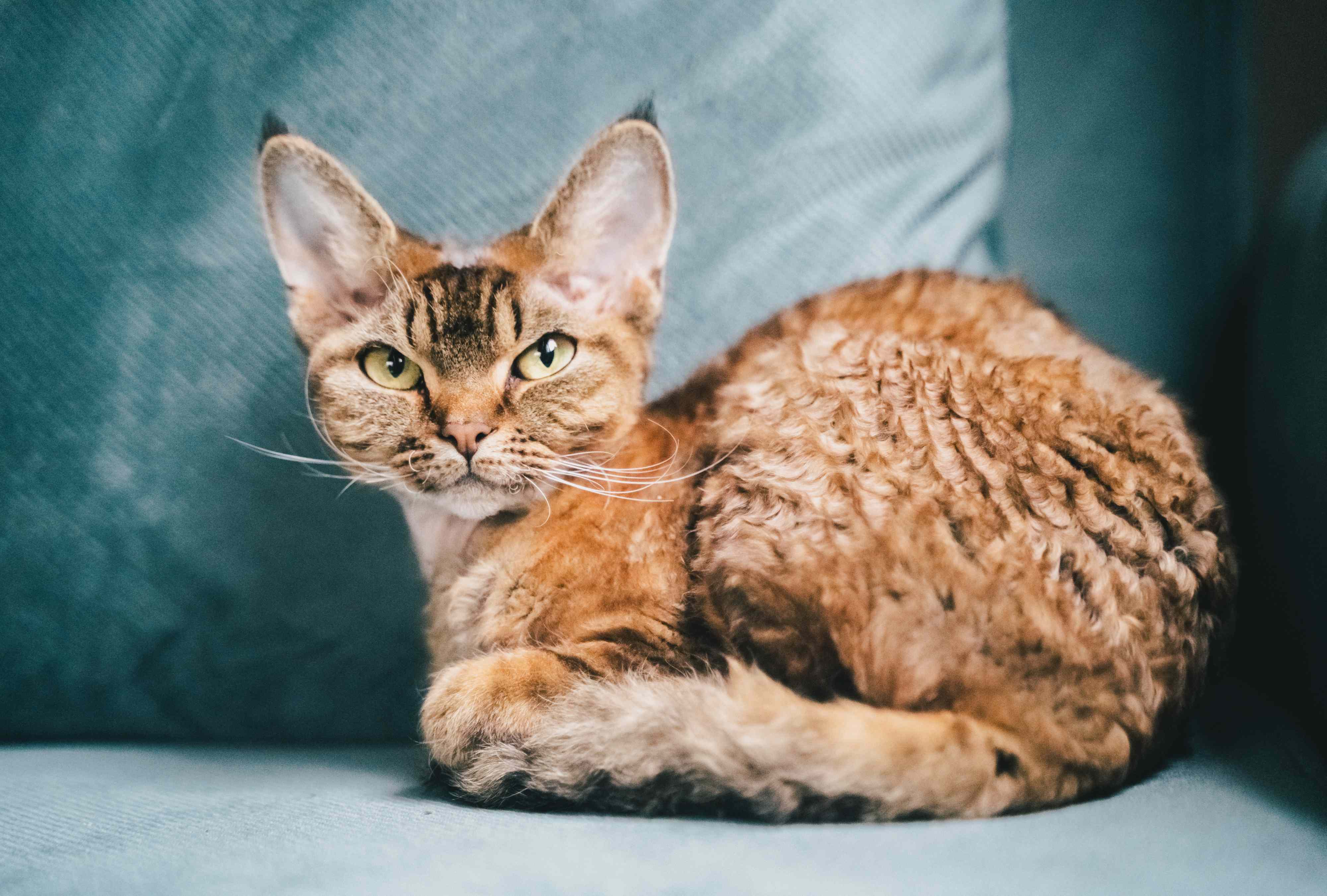 Devon Rex: Cat Breed Profile, Characteristics & Care