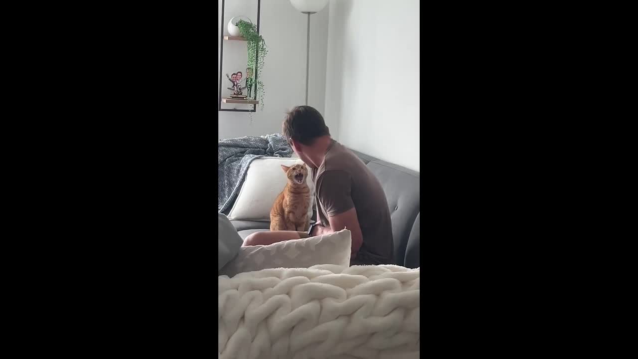 Cat repeatedly meows at man in Miami, Florida, USA
