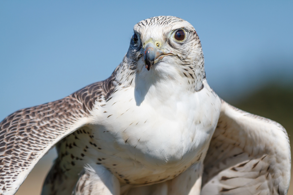 18 Fastest Birds in Sustained Flight