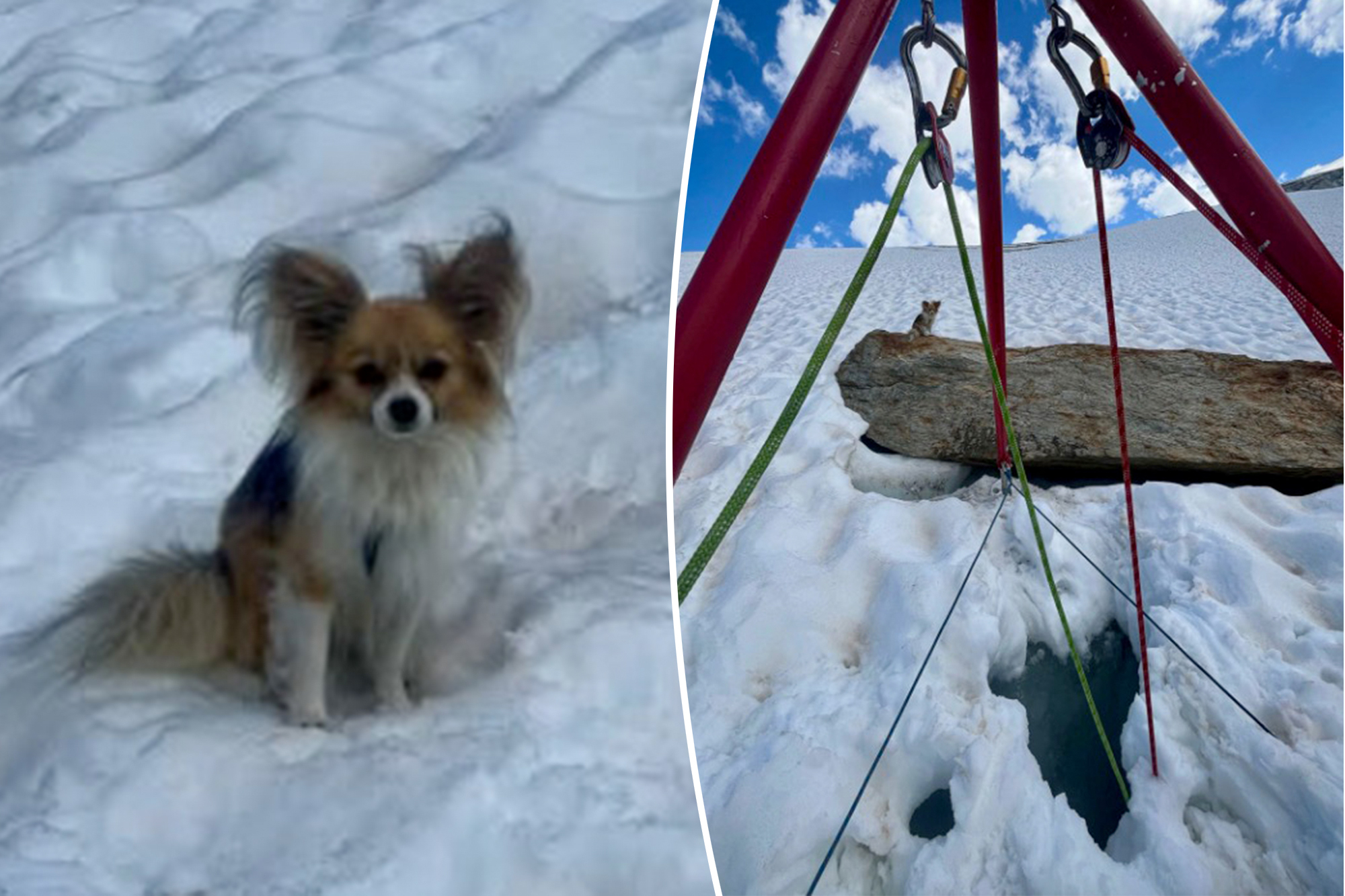Hero chihuahua hailed for saving owner’s life after a 26-foot tumble ...